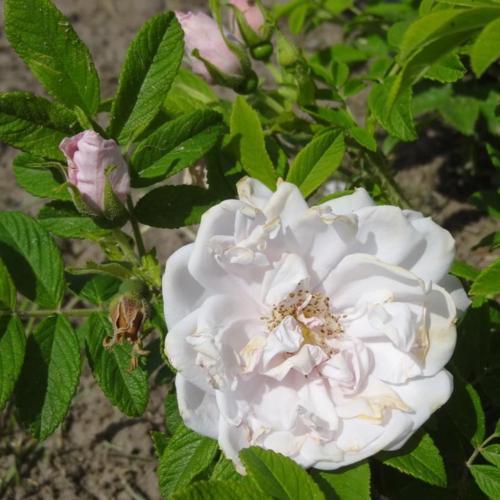 Rose (Rosa 'Sarah Van Fleet') in the Roses Database - Garden.org