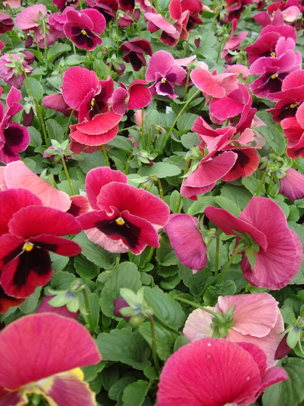 Photo of the entire plant of Pansy (Viola x wittrockiana Matrix™ Rose ...