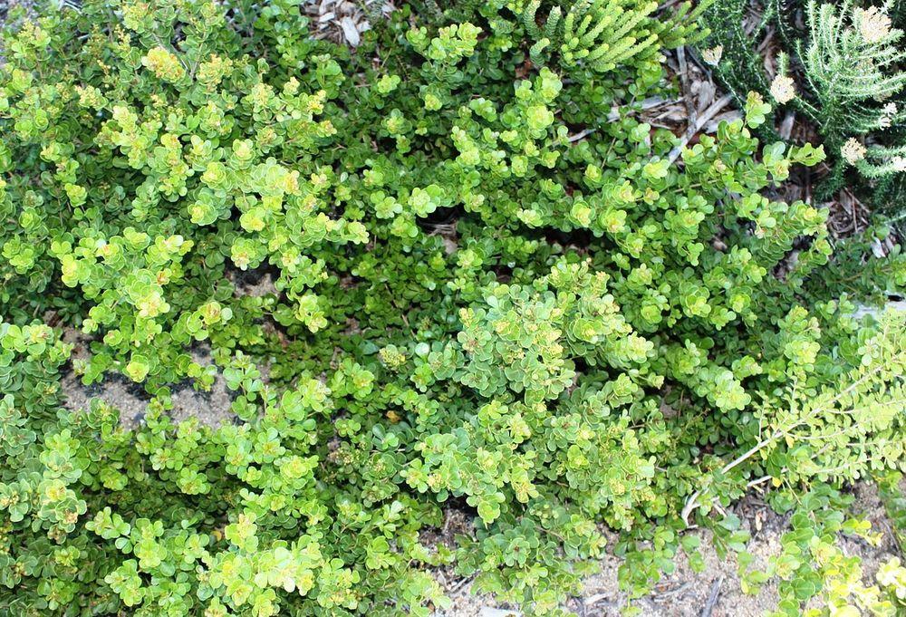 Photo of the leaves of Dune Crowberry (Searsia crenata) posted by ...