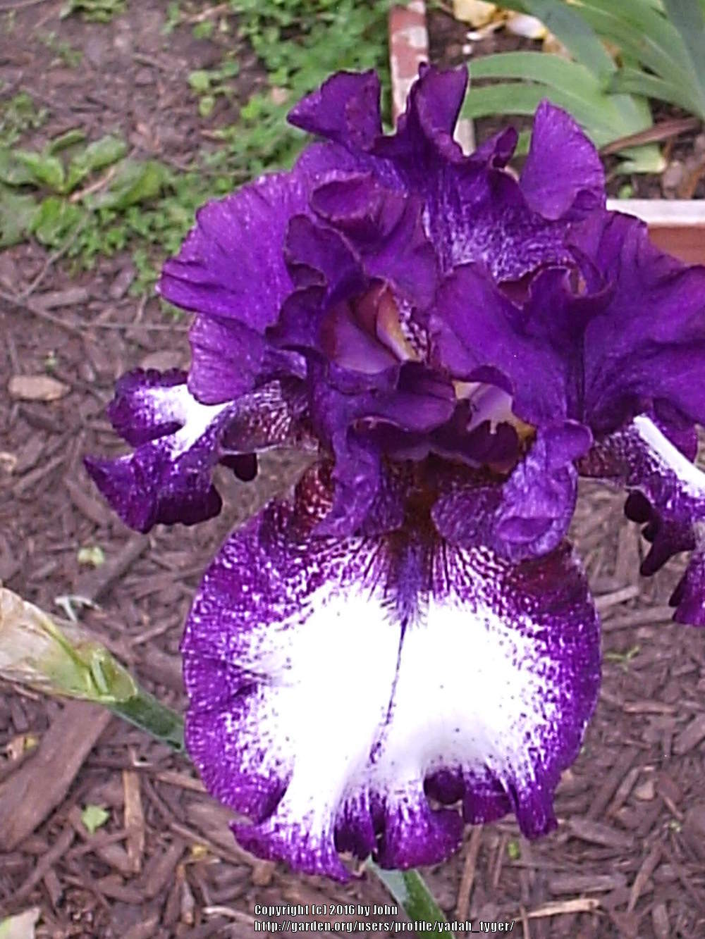 Photo of the bloom of Tall Bearded Iris (Iris 'A Grape Fit') posted by ...
