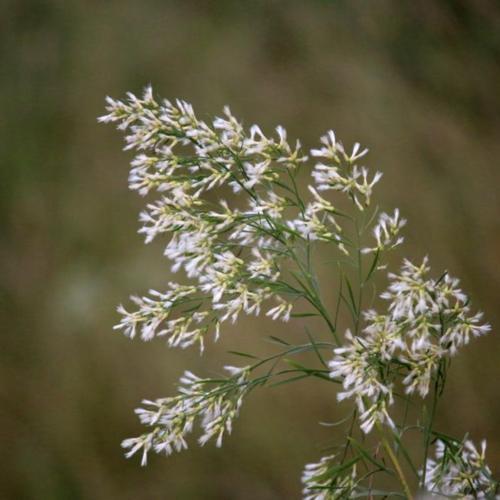Poverty Weed (Baccharis neglecta) - Garden.org