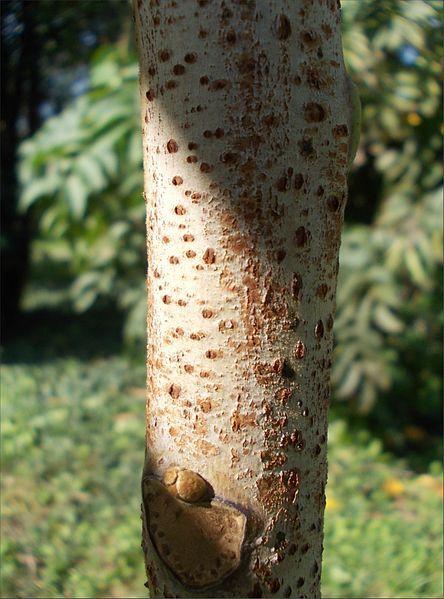 Photo of the stem, scape, stalk or bark of Chinese Lacquer Tree ...