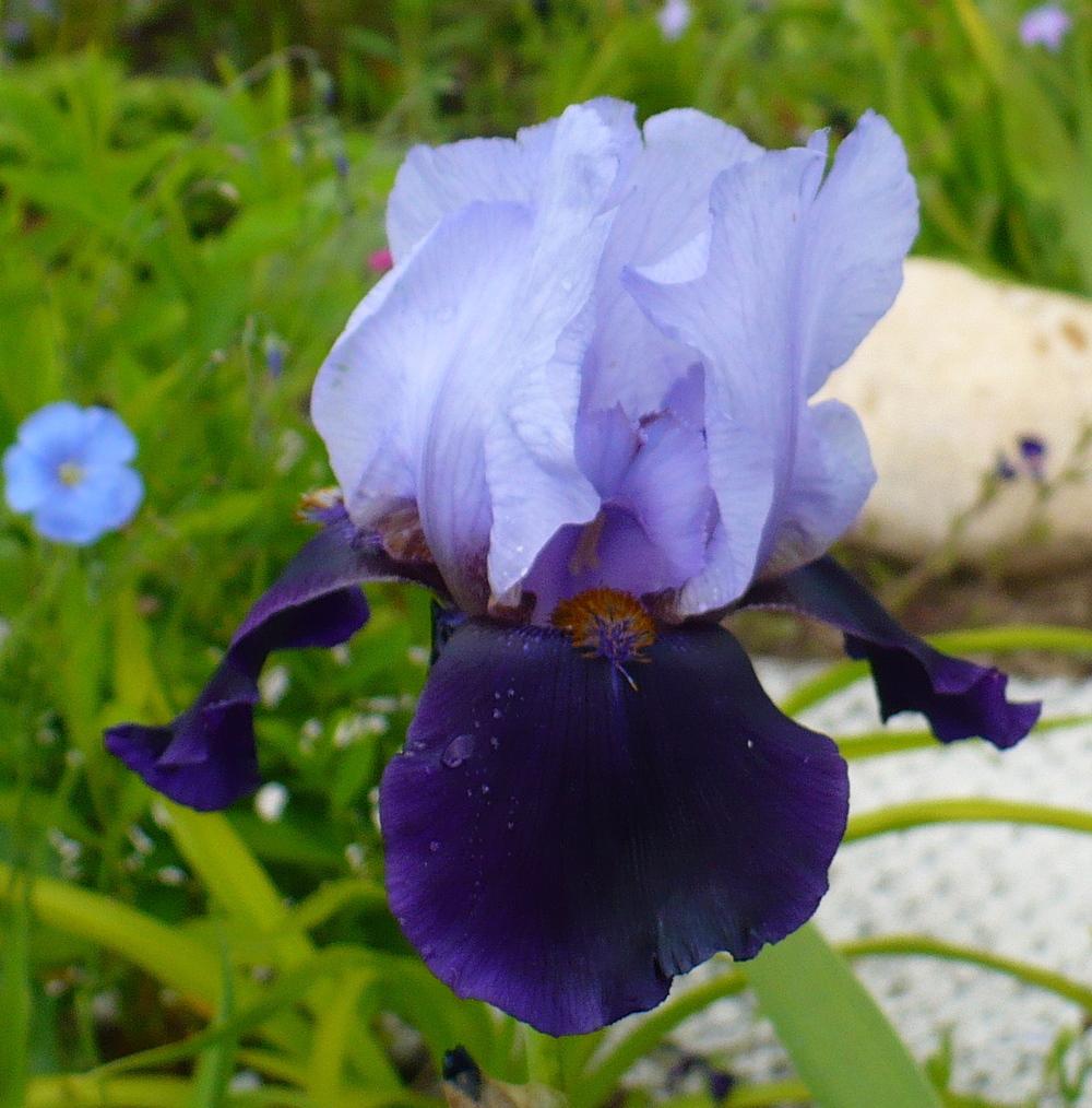 Tall Bearded Iris (Iris 'Tropical Night') in the Irises Database ...