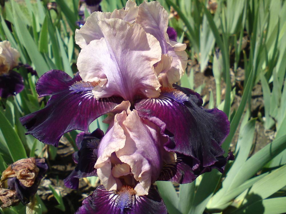 Intermediate Bearded Iris (Iris 'Bedevil') in the Irises Database - Garden.org