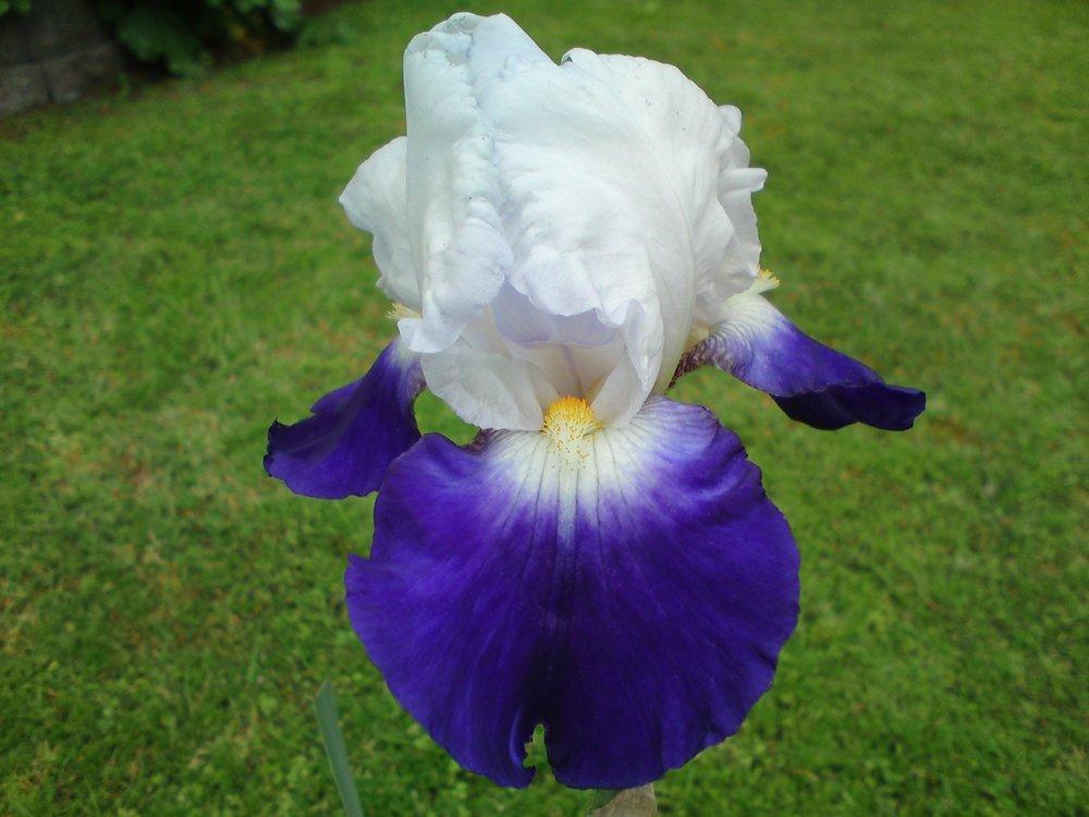 Border Bearded Iris (Iris 'Border Beauty') in the Irises Database ...