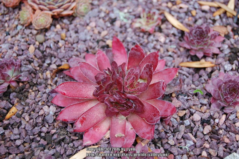 Photo of the seedling or young plant of Hen and Chicks (Sempervivum ...