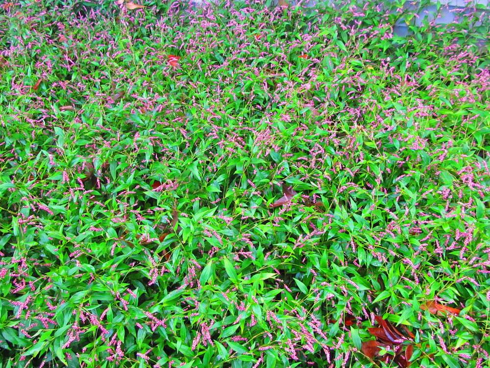 Photo of the entire plant of Pennsylvania Smartweed (Persicaria ...