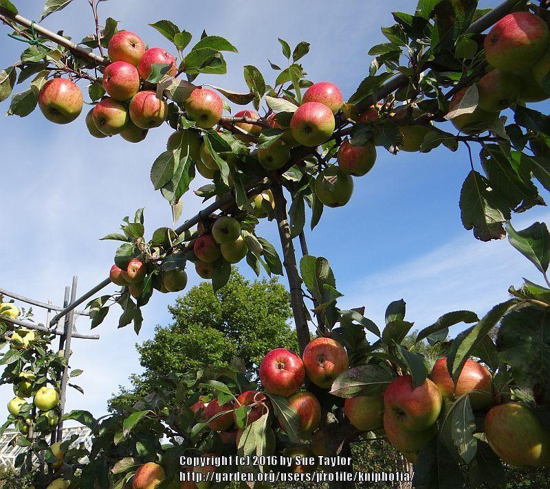 Photo of the fruit of Apple (Malus domestica 'Red Falstaff') posted by ...