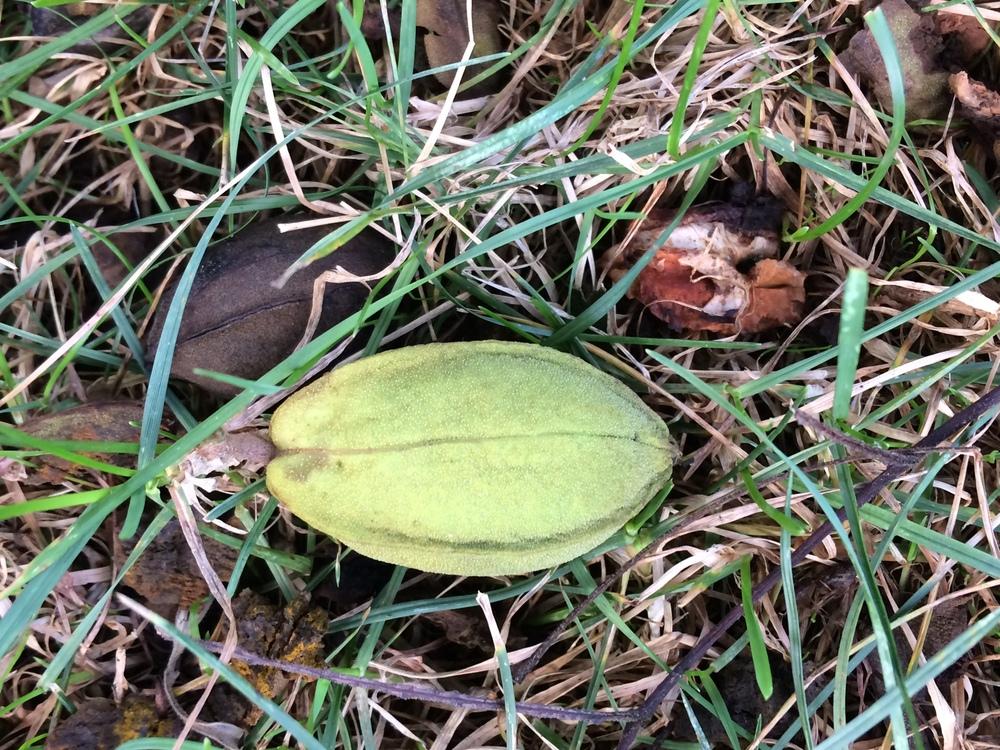 Photo of the seed pods or heads of Butternut (Juglans cinerea) posted ...