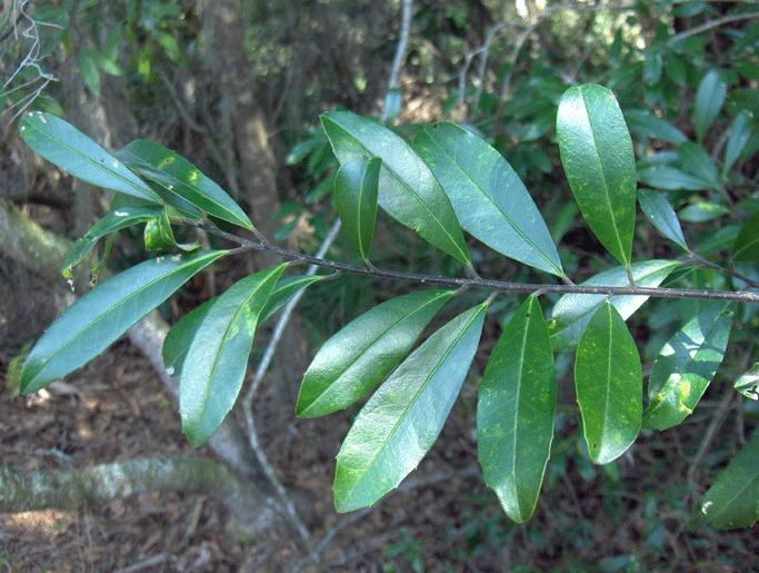 Photo of the leaves of Dahoon Holly (Ilex cassine) posted by ...
