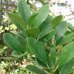 Mochi Tree (Ilex integra) in the Ilex Database - Garden.org