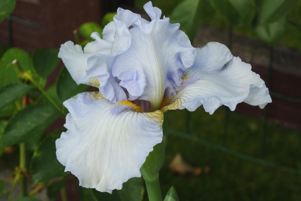 Tall Bearded Iris (Iris 'Misty Twilight') in the Irises Database ...