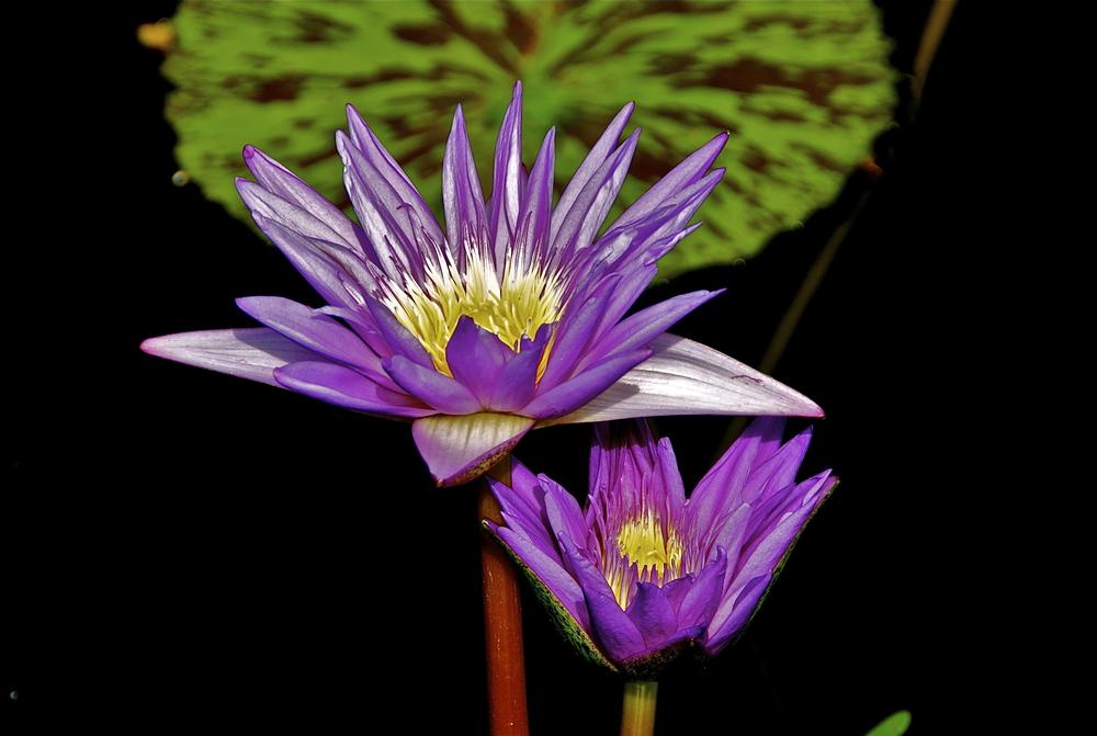 Nymphaeas: Plant Care and Collection of Varieties - Garden.org