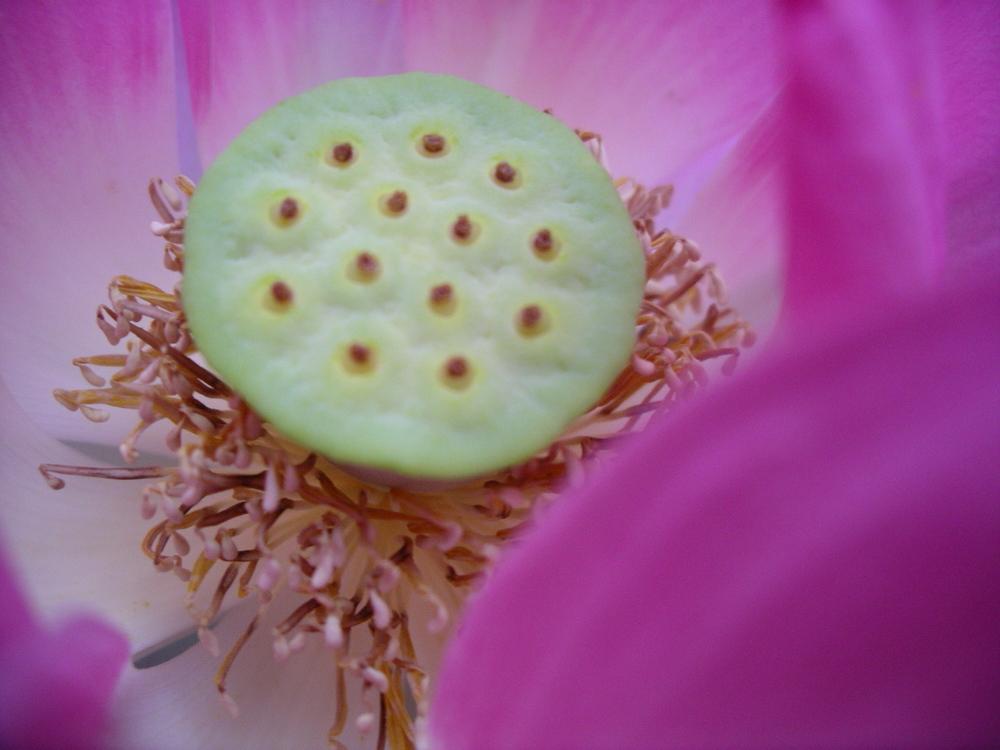 Lotus (Nelumbo 'Frankly Scarlet') in the Lotuses Database - Garden.org