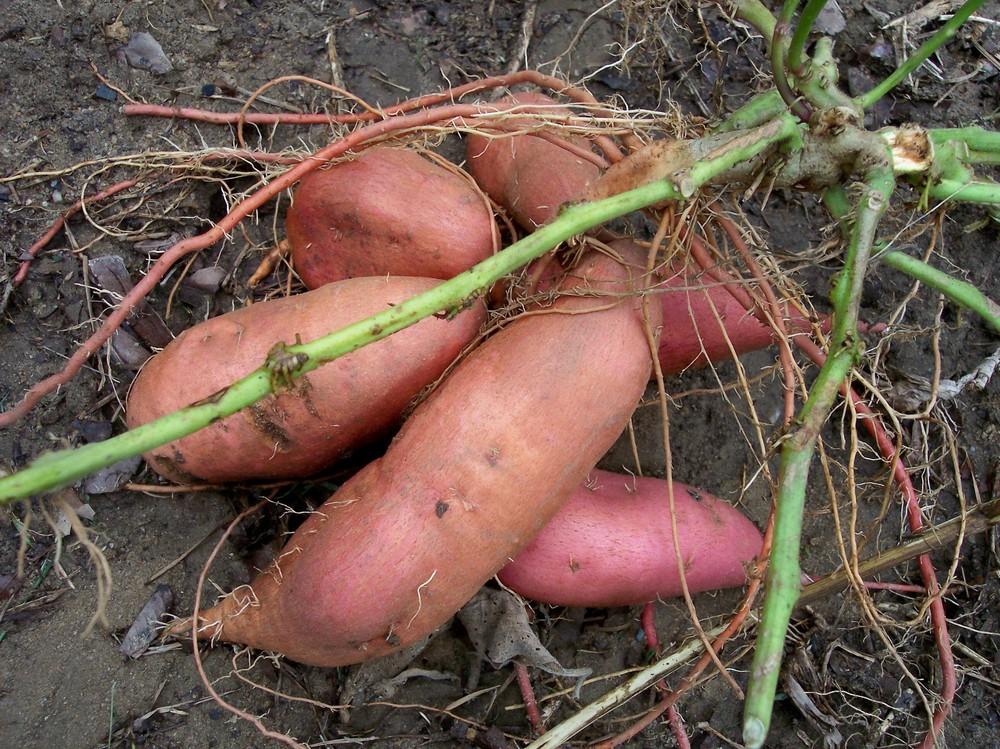 Photo of the roots of Sweet Potato (Ipomoea batatas 'Redmar') posted by ...