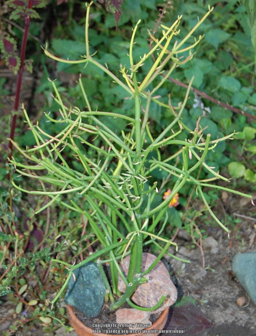 Photo of the entire plant of Pencil Tree (Euphorbia tirucalli) posted ...