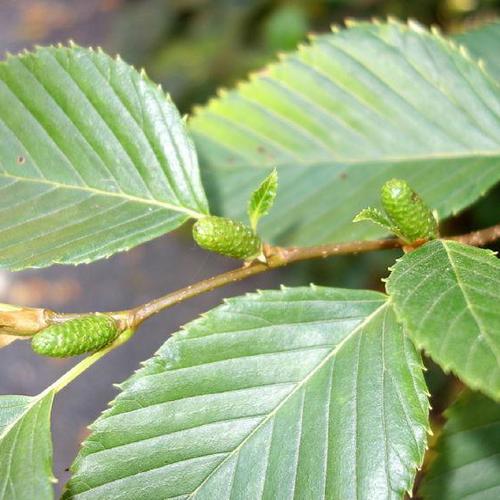 Japanese Alder (Alnus firma) - Garden.org