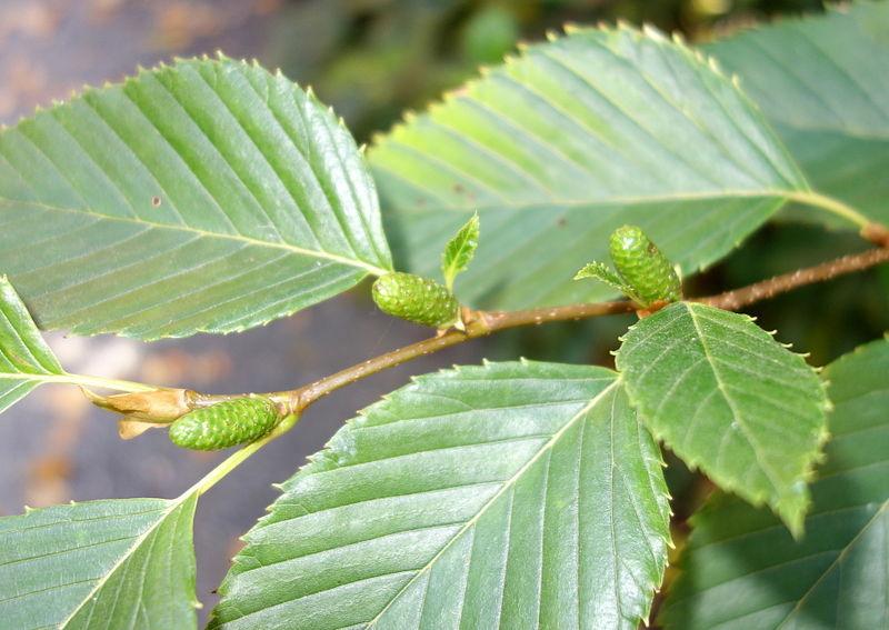 Japanese Alder (Alnus firma) - Garden.org
