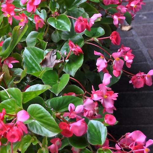 Fibrous Rooted Begonia (Begonia x semperflorens-cultorum 'Queen Pink ...