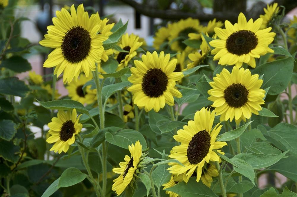 Sunflower (Helianthus annuus 'Sunrich Lemon') in the Sunflowers ...