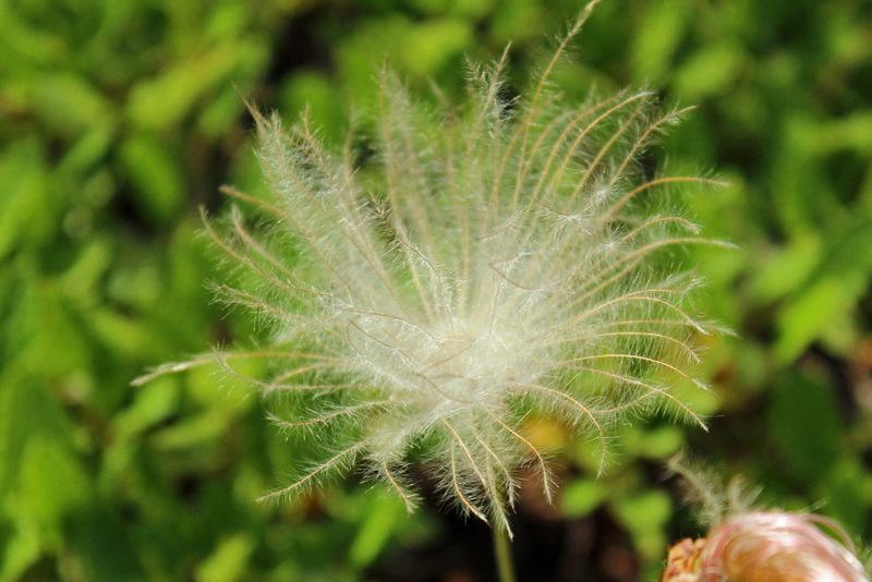 Photo of the seed pods or heads of White Dryad (Dryas octopetala ...