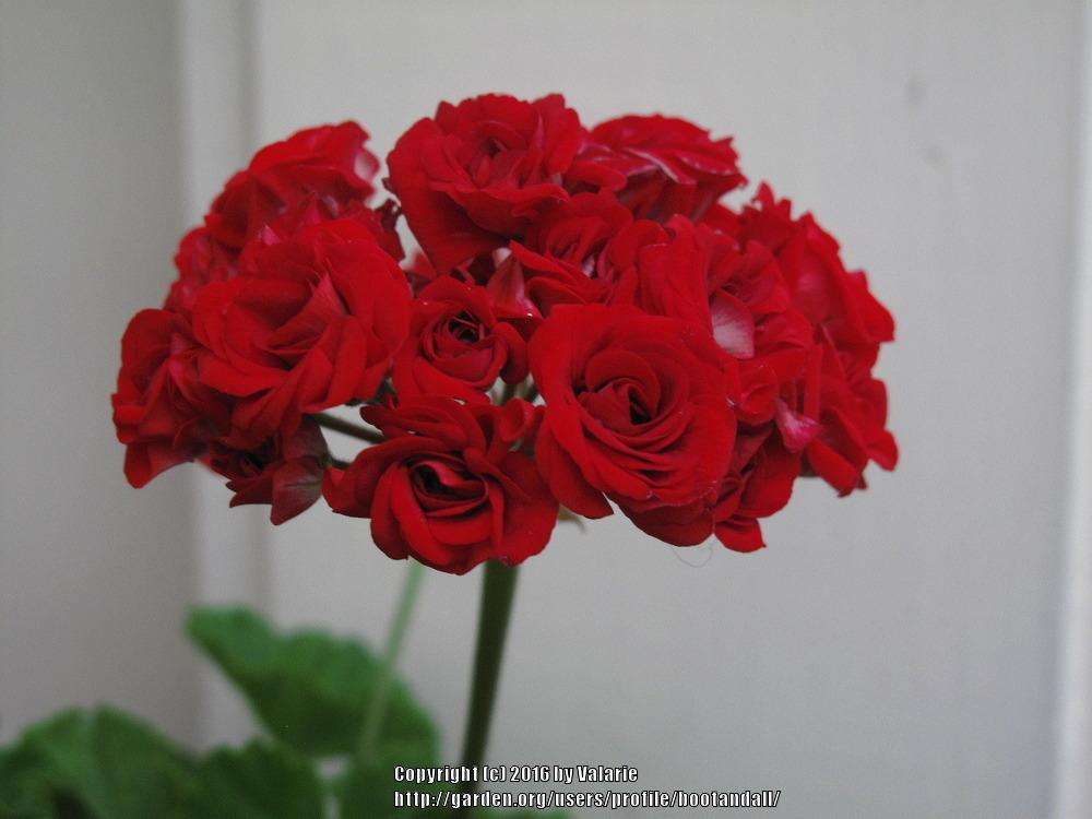 Fish Geranium (Pelargonium x hortorum 'Red Rosebud') in the ...