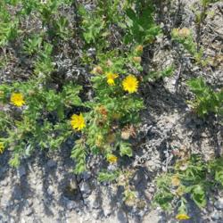 Photo of the bloom of Camphor daisy (Rayjacksonia phyllocephala) posted ...