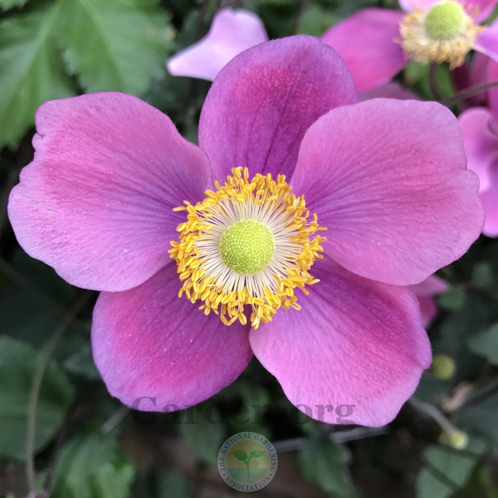 Anemones: Plant Care and Collection of Varieties - Garden.org