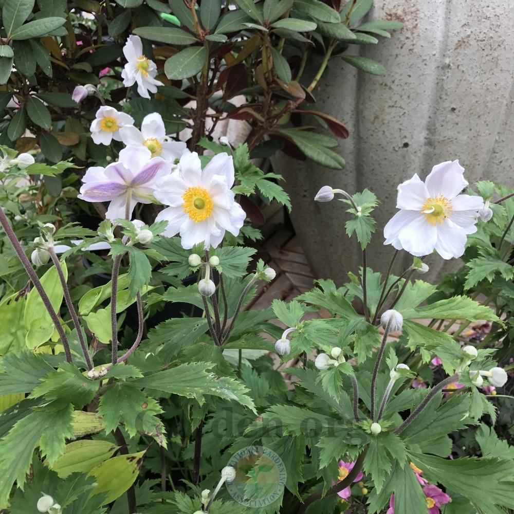 Photo of the entire plant of Japanese Anemone (Eriocapitella hupehensis ...