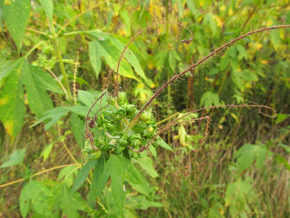 Giant Ragweed Seed
