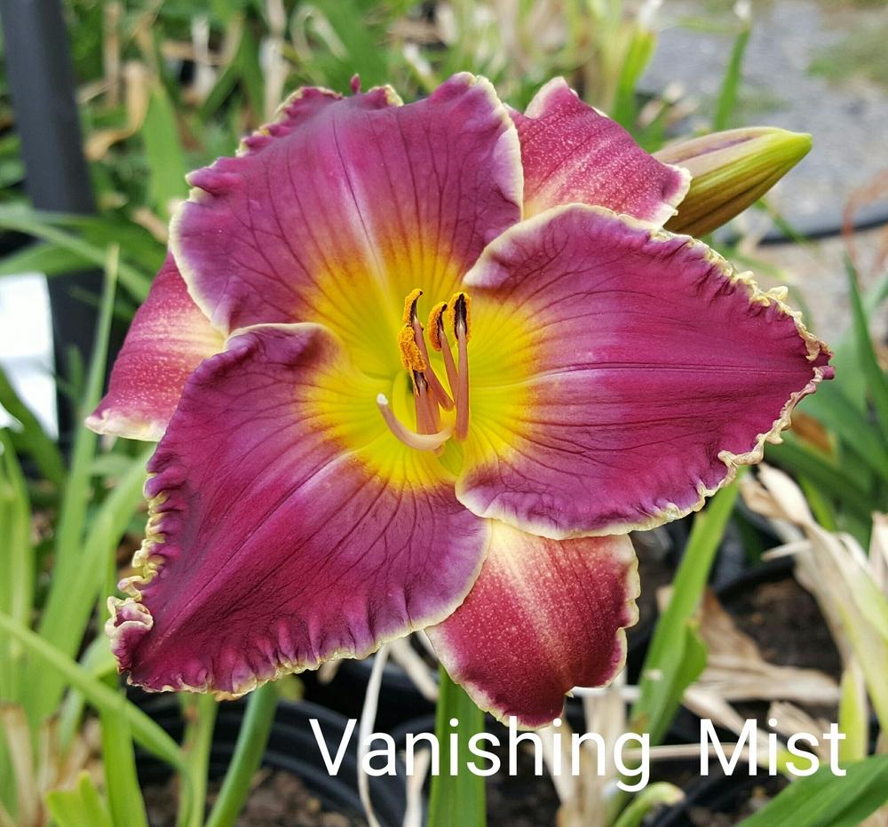 Photo of the bloom of Daylily (Hemerocallis 'Vanishing Mist') posted by ...