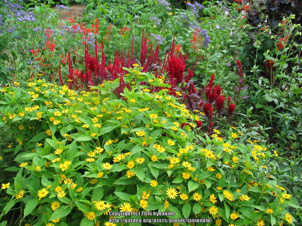 Photo of the entire plant of Butter Daisy (Melampodium divaricatum ...
