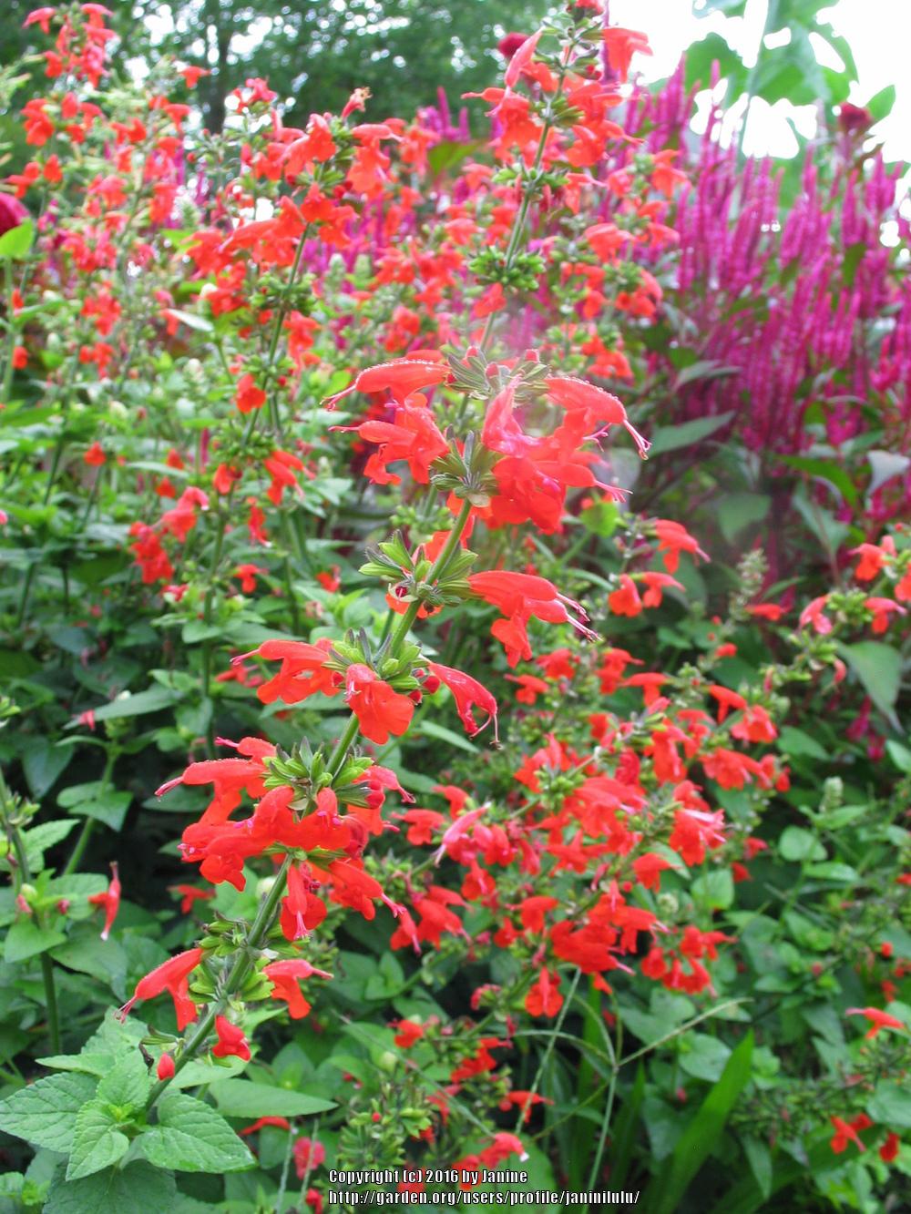 Photo of the bloom of Scarlet Sage (Salvia coccinea 'Lady in Red ...