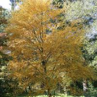 Photo of the fall color of Virginia Round-Leaf Birch (Betula lenta f ...