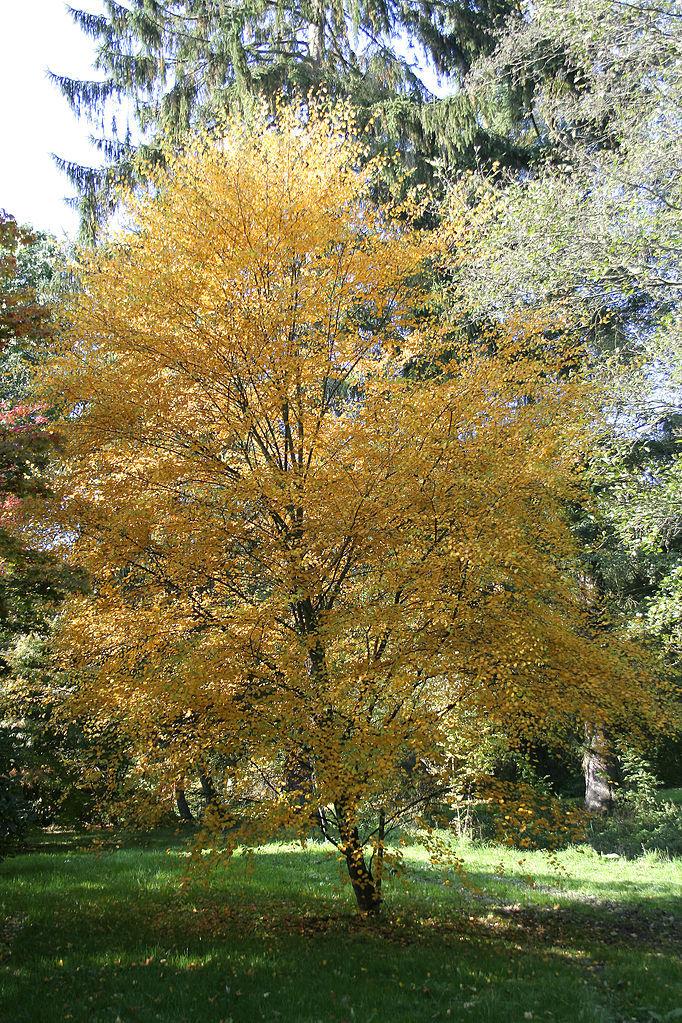 Photo of the fall color of Virginia Round-Leaf Birch (Betula lenta f ...
