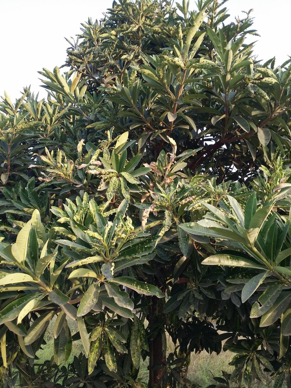 Hundreds of ficus plants affected. in the Ask a Question forum - Garden.org