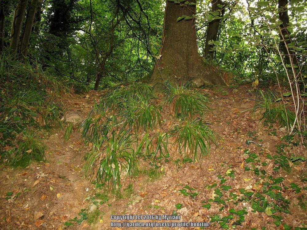 Wood Millet (Milium effusum) - Garden.org