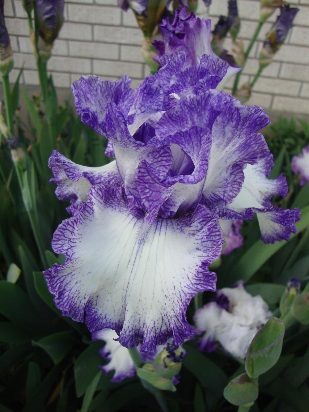 Photo of the bloom of Tall Bearded Iris (Iris 'Ink Patterns') posted by ...