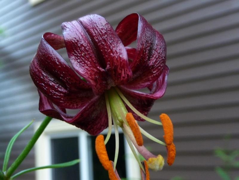 Kushi Maya in the Lilies forum - Garden.org