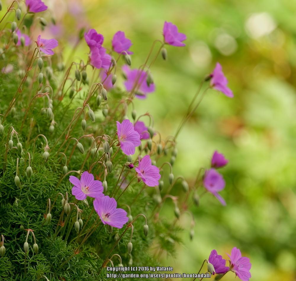 Photo of the entire plant of Carpet Geranium (Geranium incanum) posted ...
