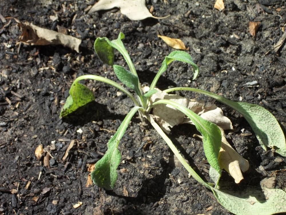 Foxglove Babies - Garden.org