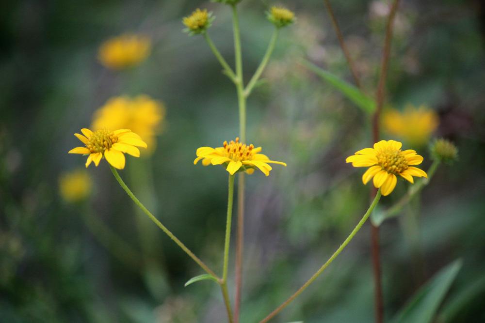 Golden-Eye (Viguiera dentata) - Garden.org