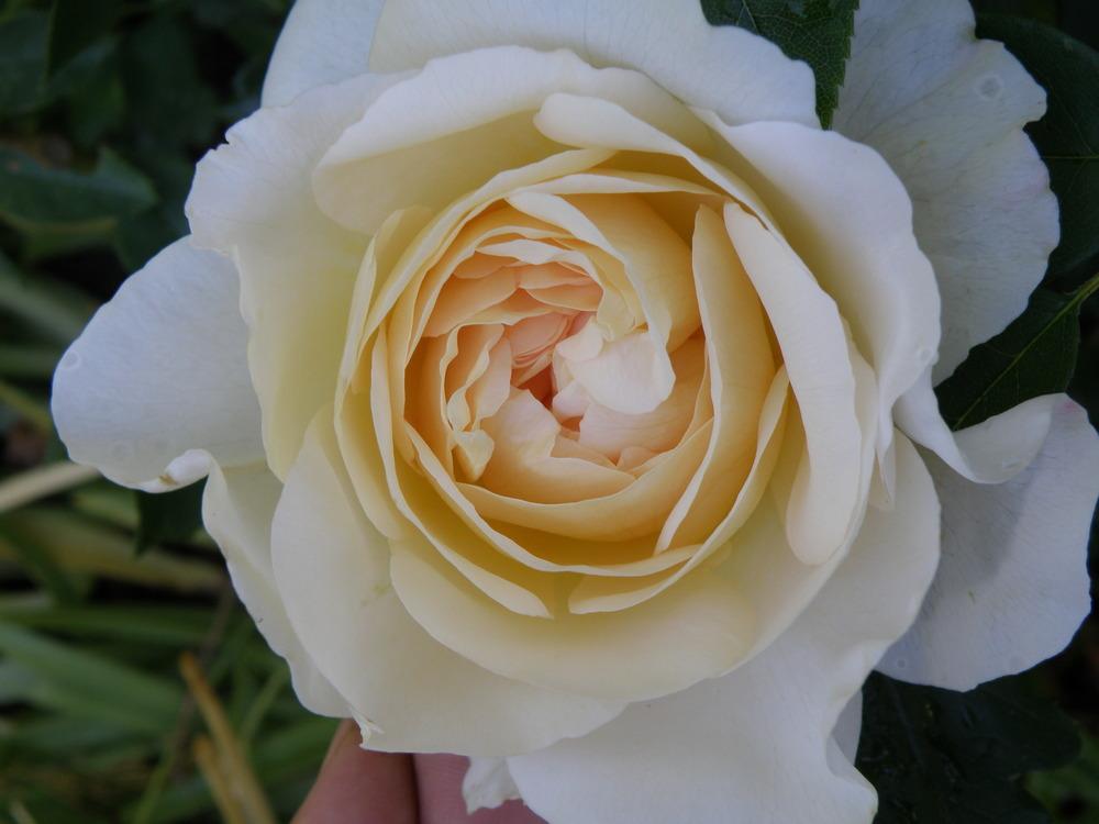 Photo of the bloom of Rose (Rosa 'Kosmos Fairy Tale') posted by ...
