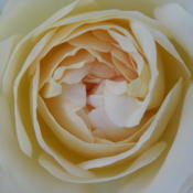 Photo of the bloom of Rose (Rosa 'Kosmos Fairy Tale') posted by ...