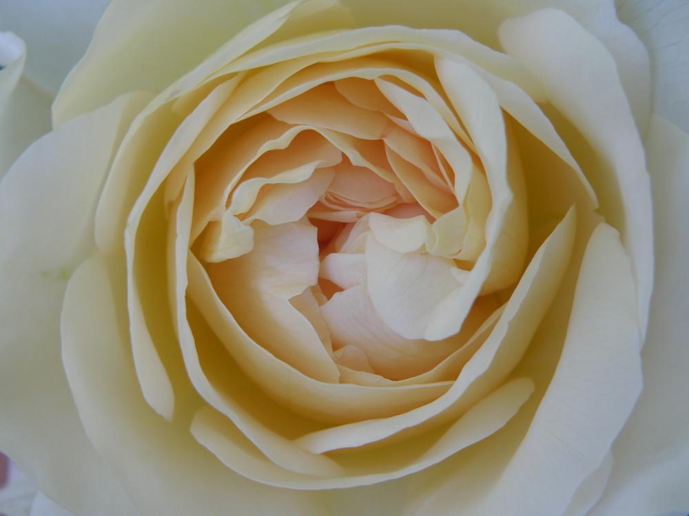 Photo of the bloom of Rose (Rosa 'Kosmos Fairy Tale') posted by ...