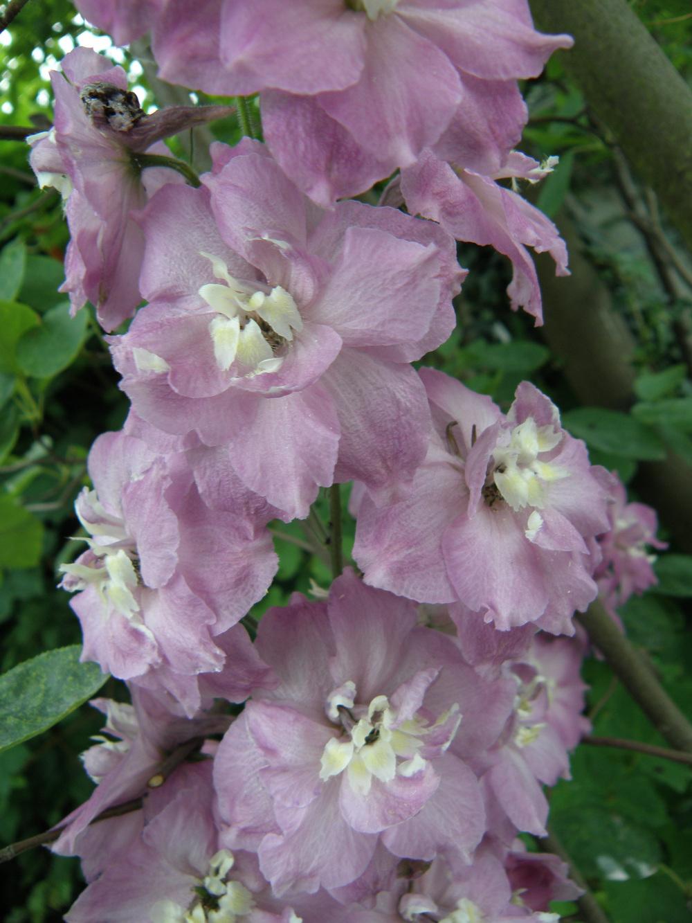 Delphiniums: Plant Care and Collection of Varieties - Garden.org