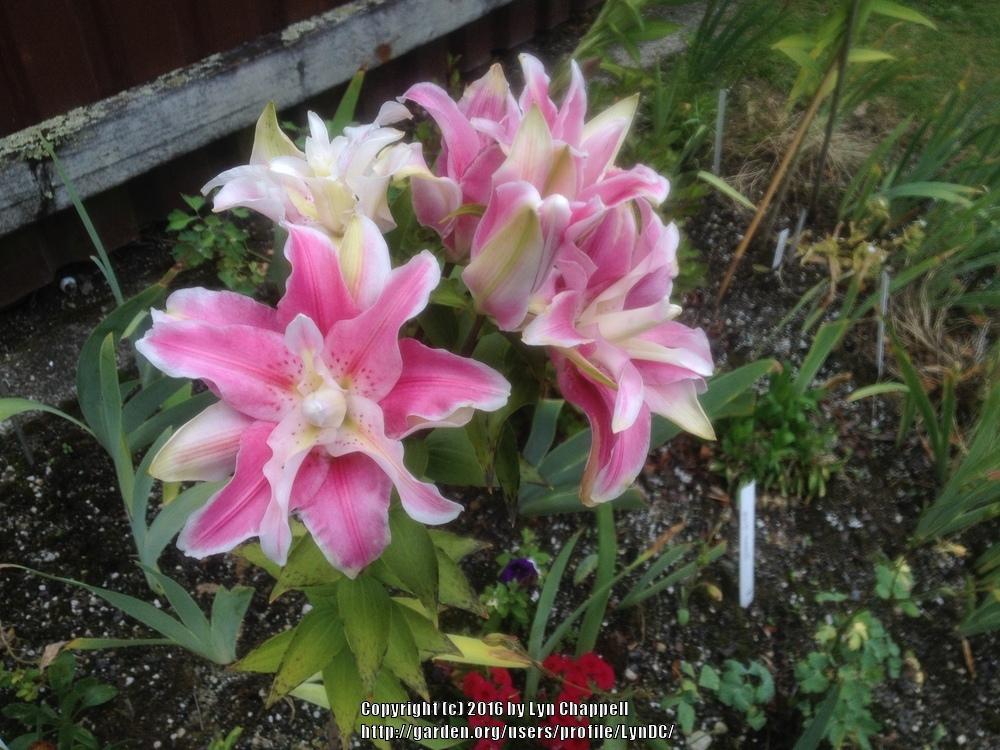 Lily (Lilium 'Lilac Cloud') in the Lilies Database - Garden.org