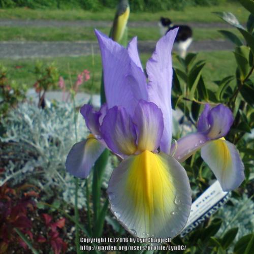 Dutch Iris (Iris x hollandica 'Rosario (Dutch)') in the Irises Database ...