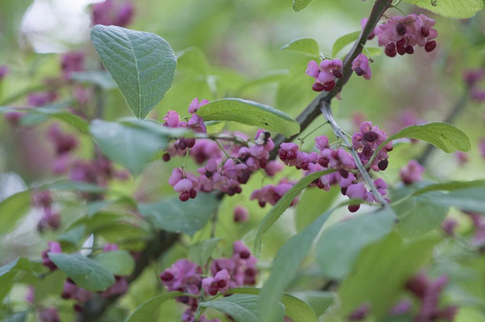 Hamilton's Spindle Tree (Euonymus hamiltonianus 'Coral Charm') - Garden.org