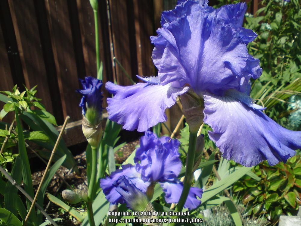 Photo of the bloom of Tall Bearded Iris (Iris 'Scented Bubbles') posted ...